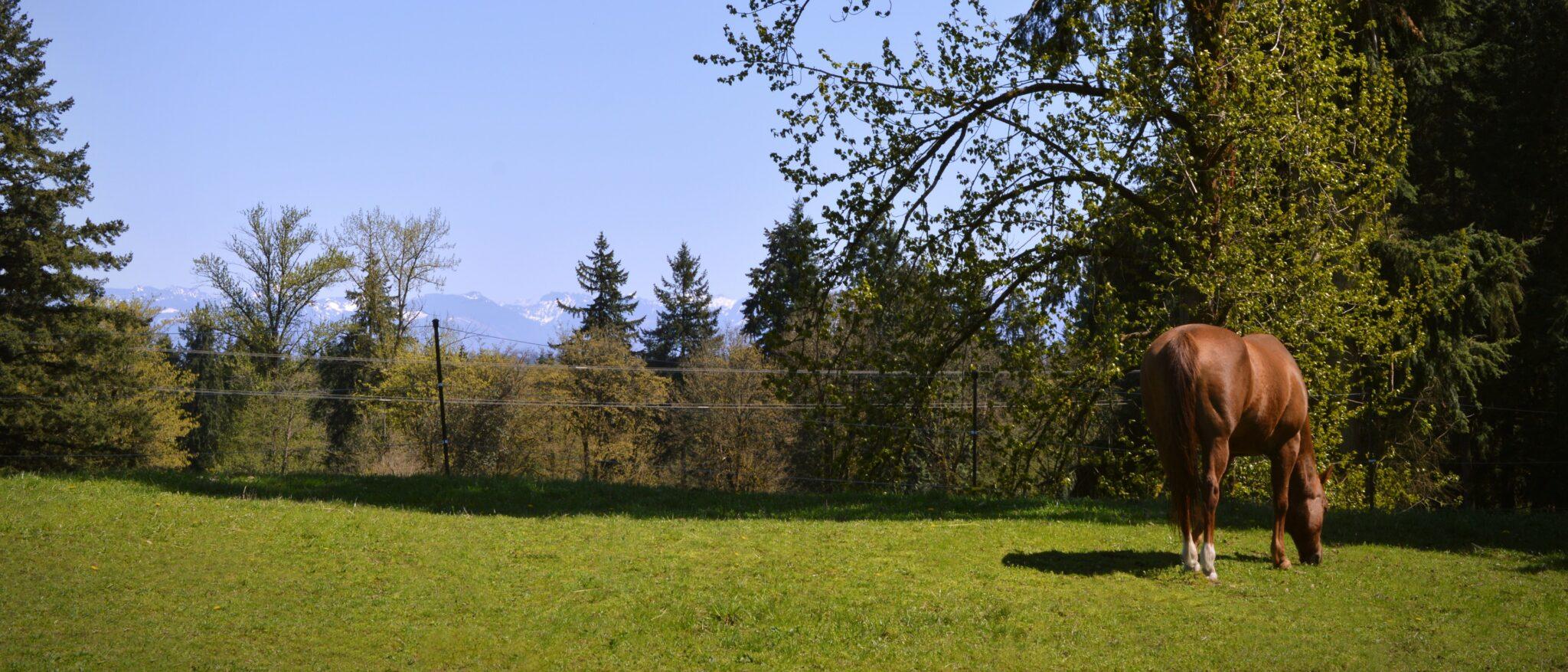 Overlake Farm – Horseback Riding Farm, Horse Boarding – Attentive ...