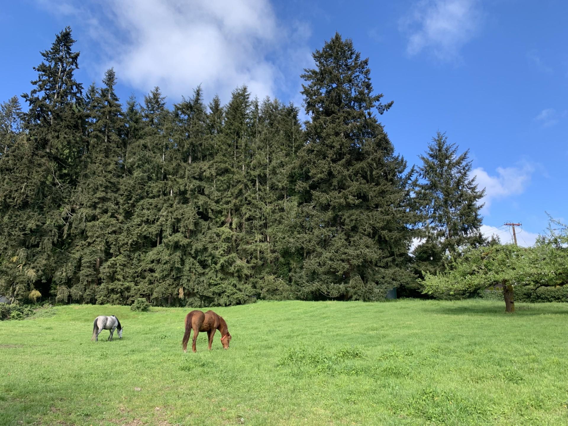 Overlake Farm – Horseback Riding Farm, Horse Boarding – Attentive ...