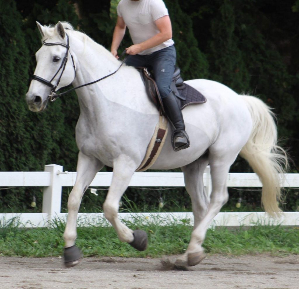 Riding Lessons – Overlake Farm – Horseback Riding Farm, Horse Boarding