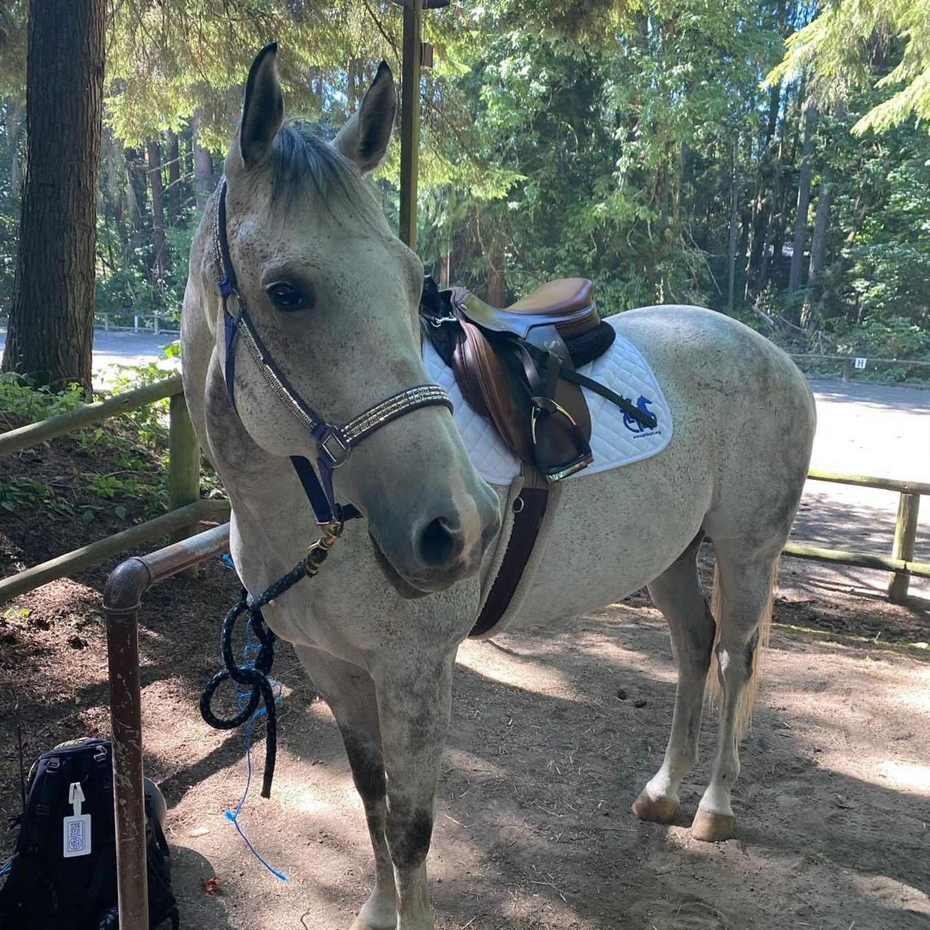 Horses for Lease or Sale – Overlake Farm – Horseback Riding Farm, Horse ...
