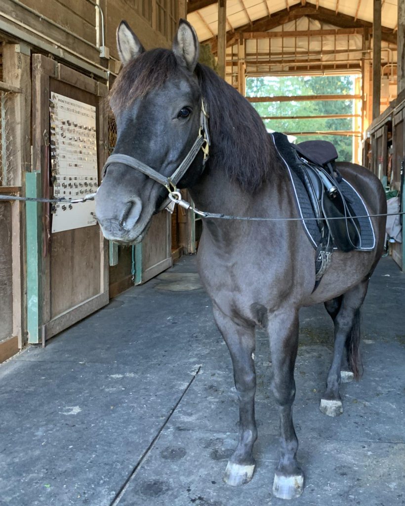 Riding Lessons – Overlake Farm – Horseback Riding Farm, Horse Boarding
