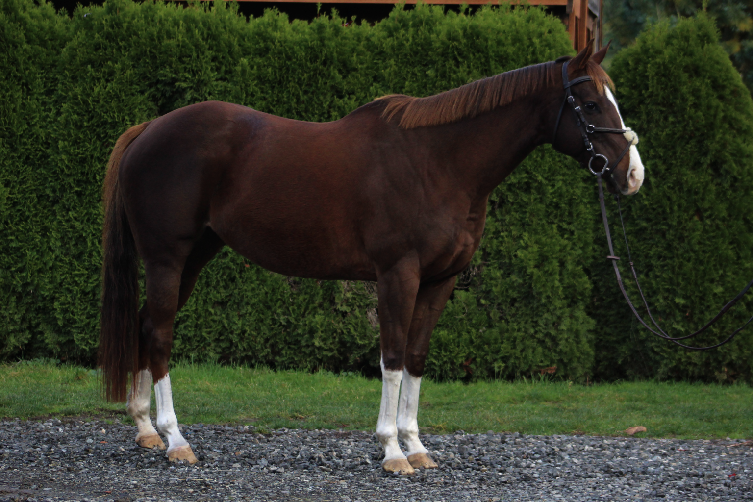Riding Lessons – Overlake Farm – Horseback Riding Farm, Horse Boarding